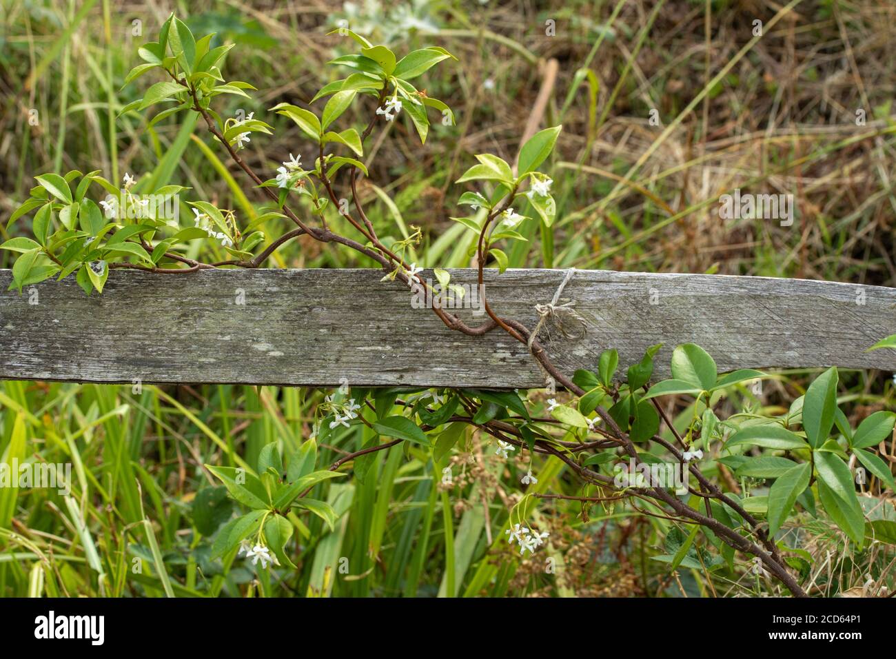 Trachelospermum Speciosum, flowers and twining vine Stock Photo - Alamy
