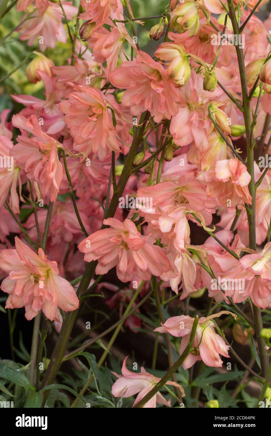 Delphinium 'Princess Caroline' flowers in bloom study Stock Photo - Alamy