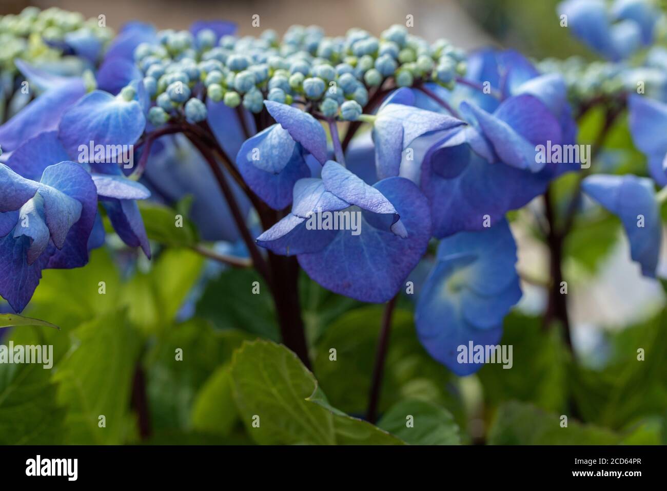 Very beautiful hydrangea hi-res stock photography and images - Alamy
