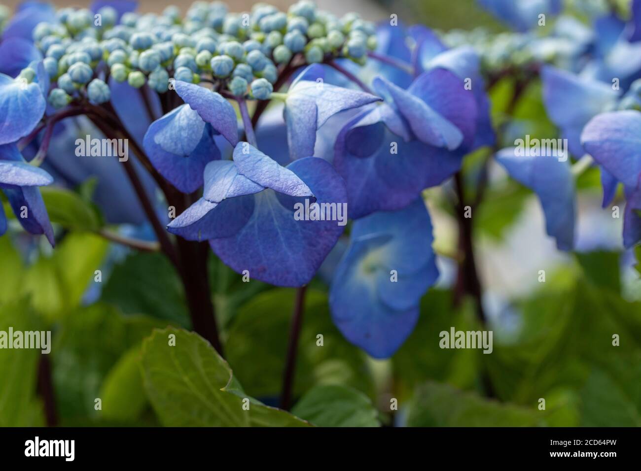 Hydrangea 'Zorro', very close-up abstract flower study Stock Photo - Alamy