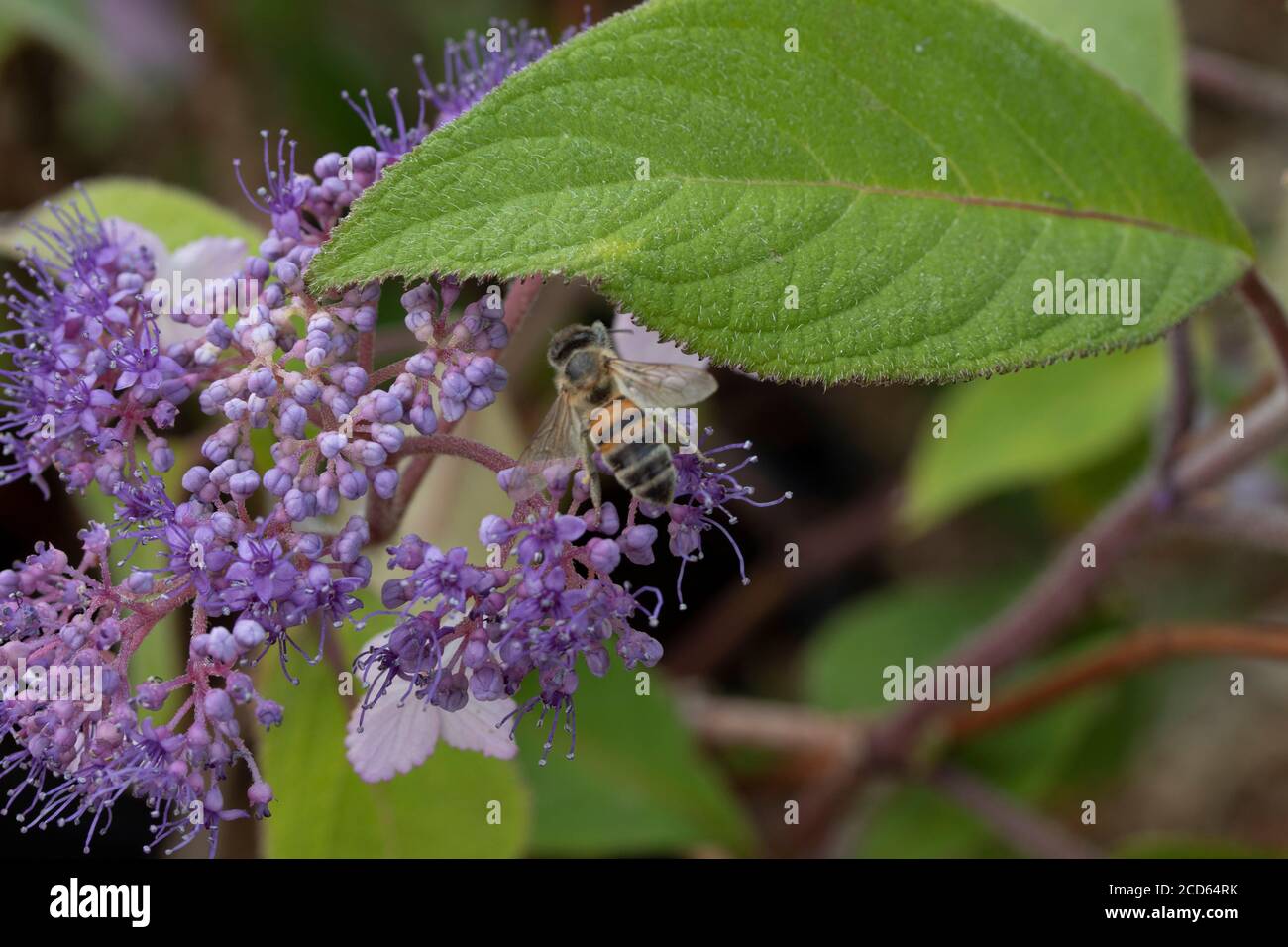 Hydrangea Villosa natural plant portrait Stock Photo - Alamy