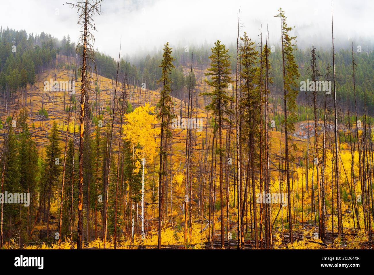 Nature banff hi-res stock photography and images - Alamy