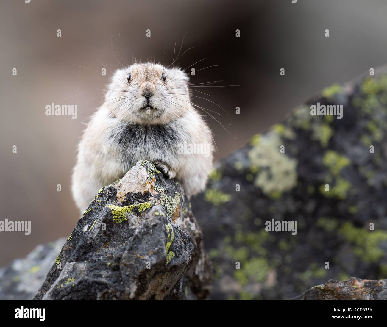 Pika in the Canadian alpine Stock Photo - Alamy