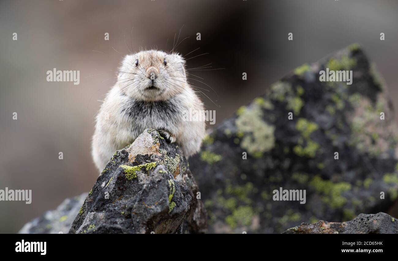 Pika in the Canadian alpine Stock Photo - Alamy