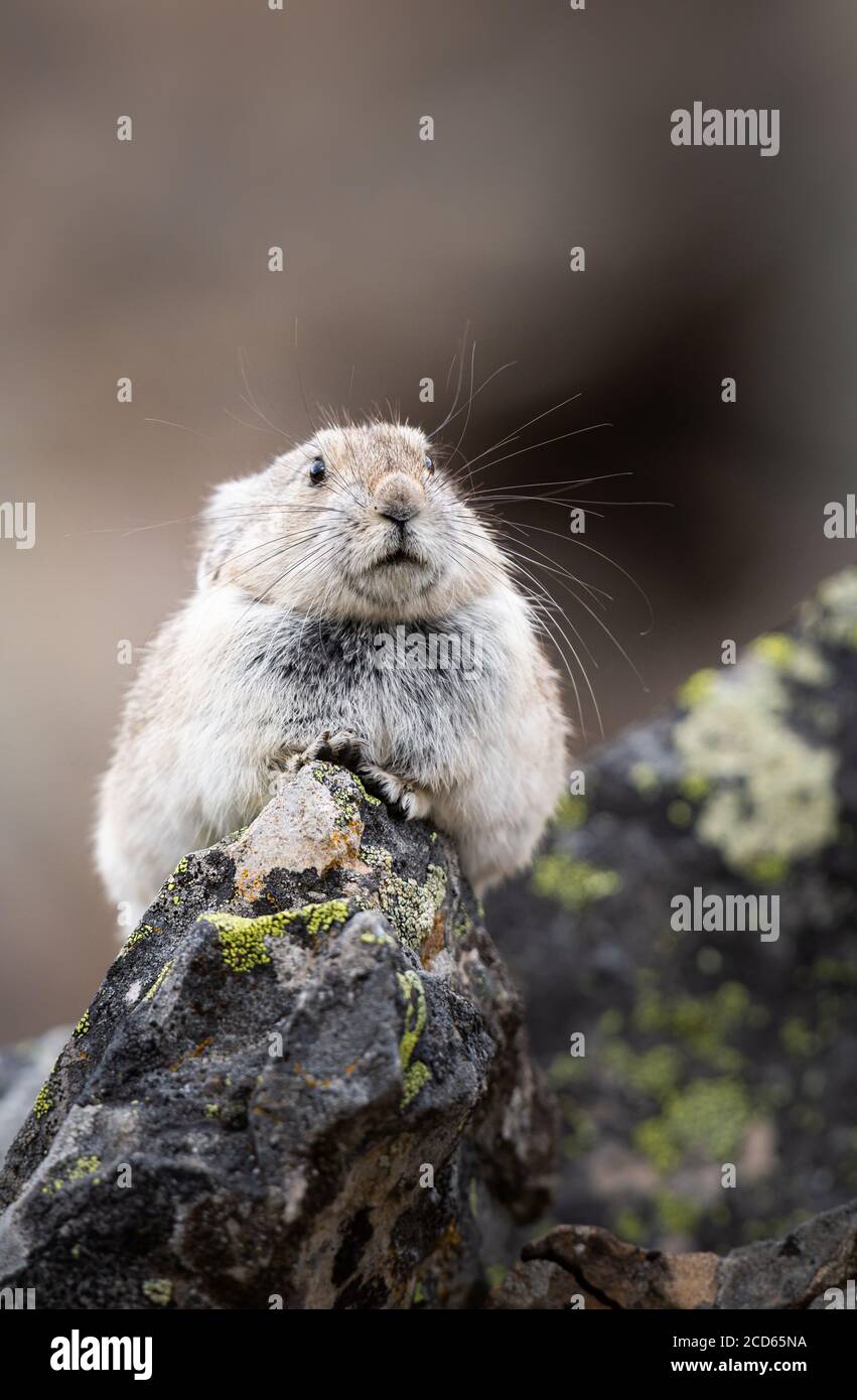 Pika in the Canadian alpine Stock Photo - Alamy