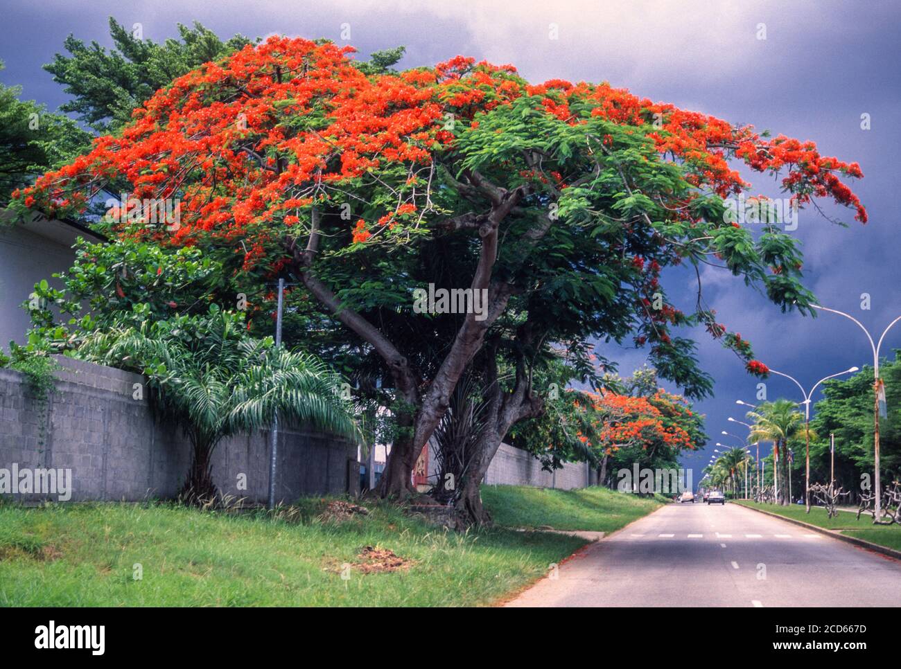 Philippine Fire Tree