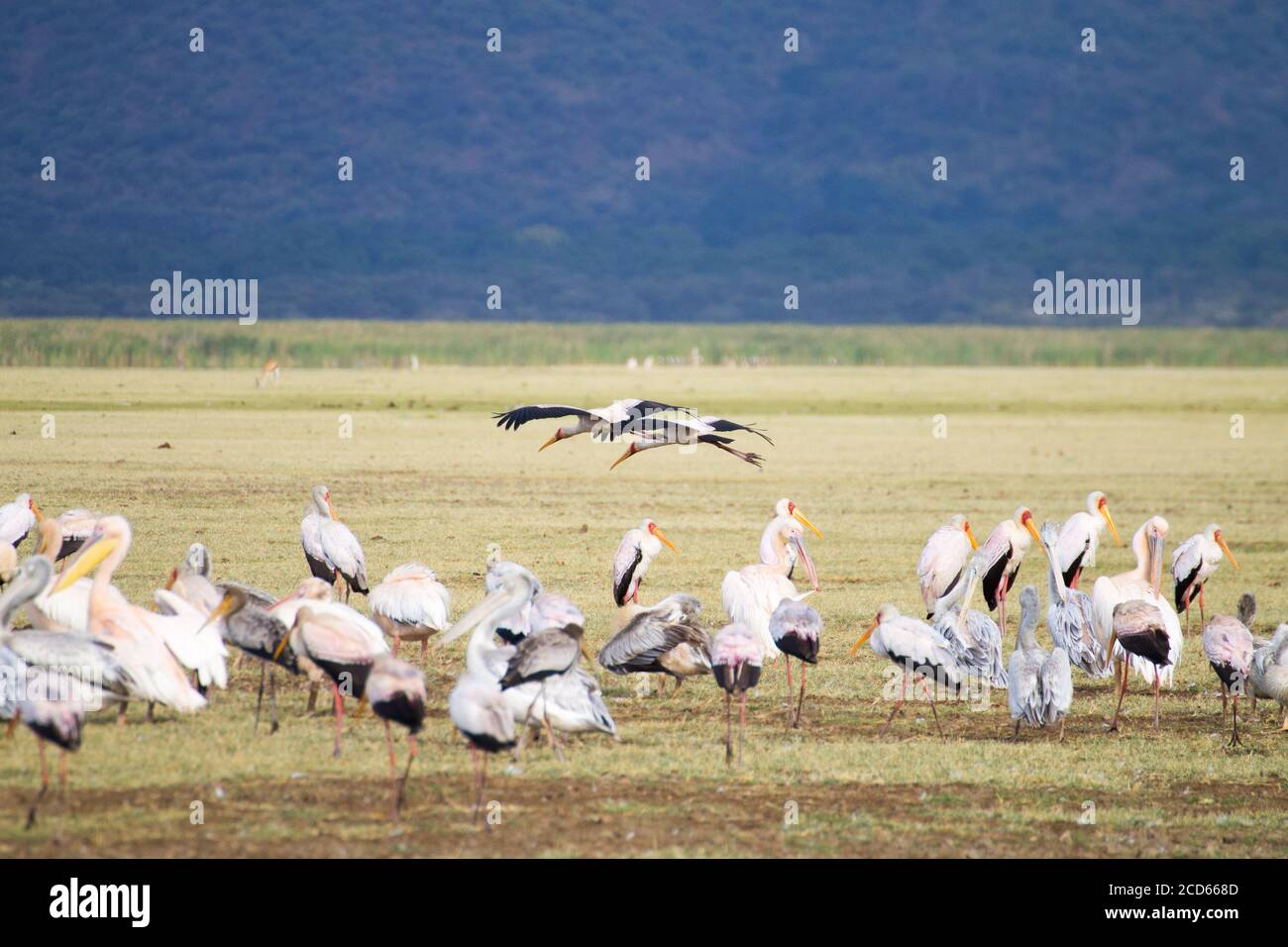 Flock of Yellow billed stork, Lake Manyara, Tanzania. African safari ...