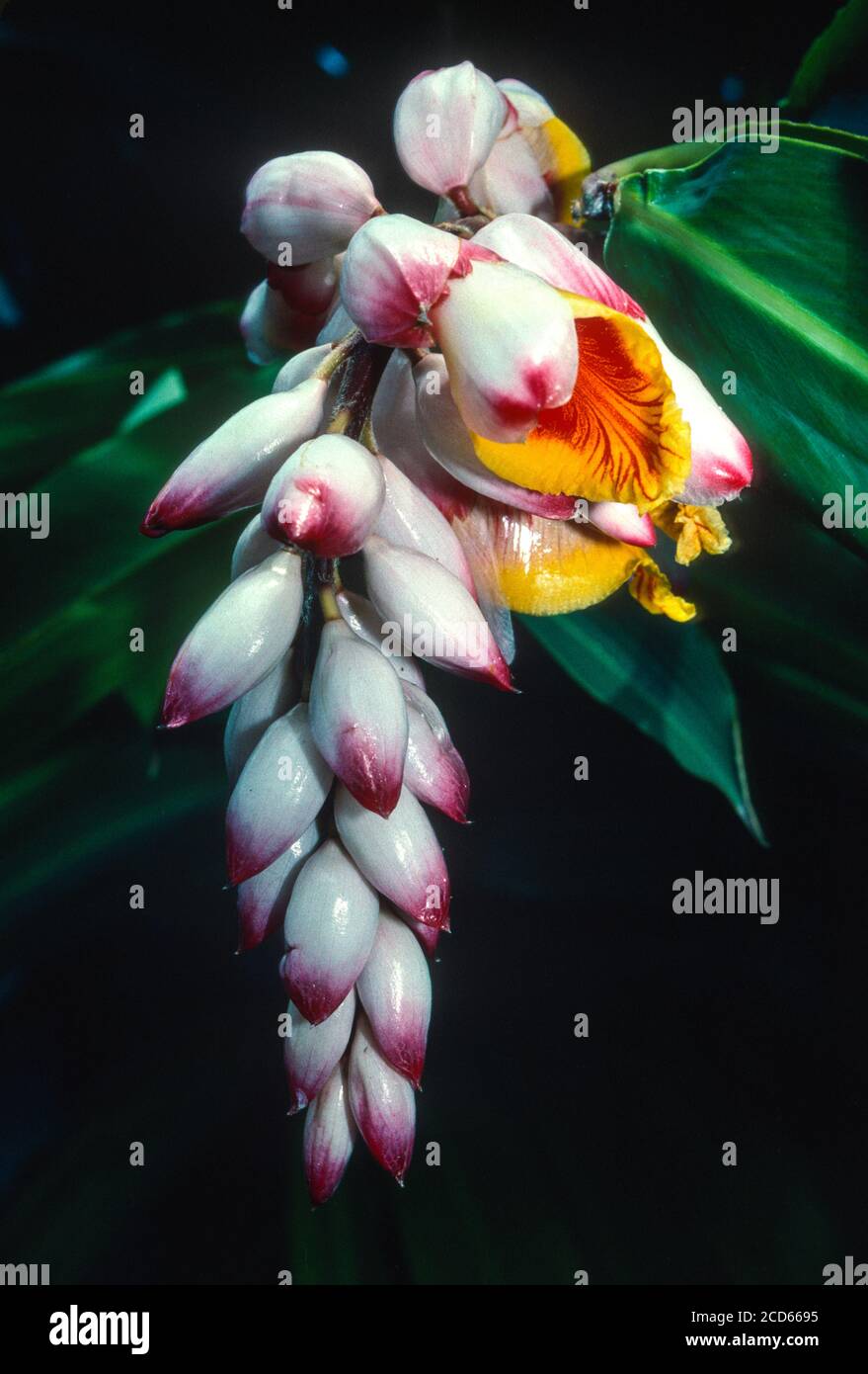 Shell Ginger, alpinia speciosa. Abidjan, Ivory Coast, Cote d'Ivoire ...