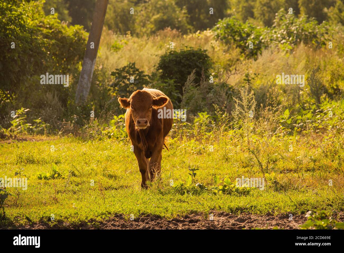 Cows Volyn meat, limousine, abordin.Rural composition. Cows. A series ...