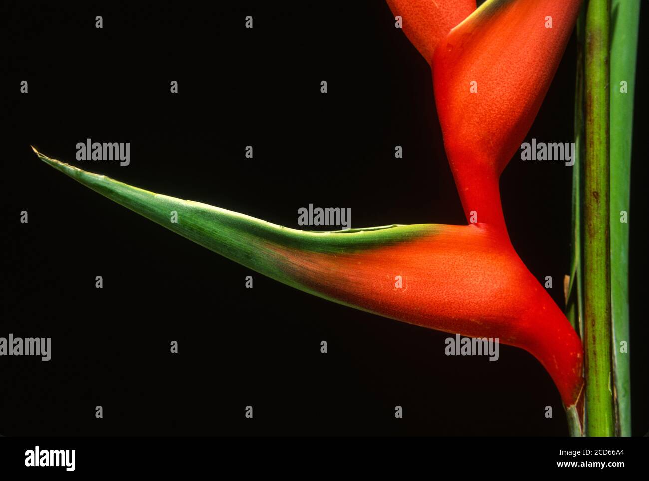 Heliconia bihai, Red Palulu. Cote d'Ivoire, Ivory Coast Stock Photo - Alamy