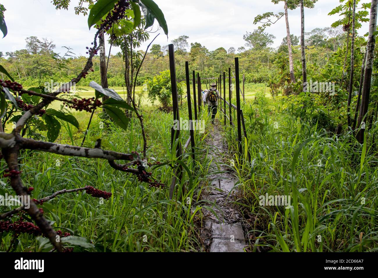 Peruvian Amazon Rainforest Stock Photo - Alamy