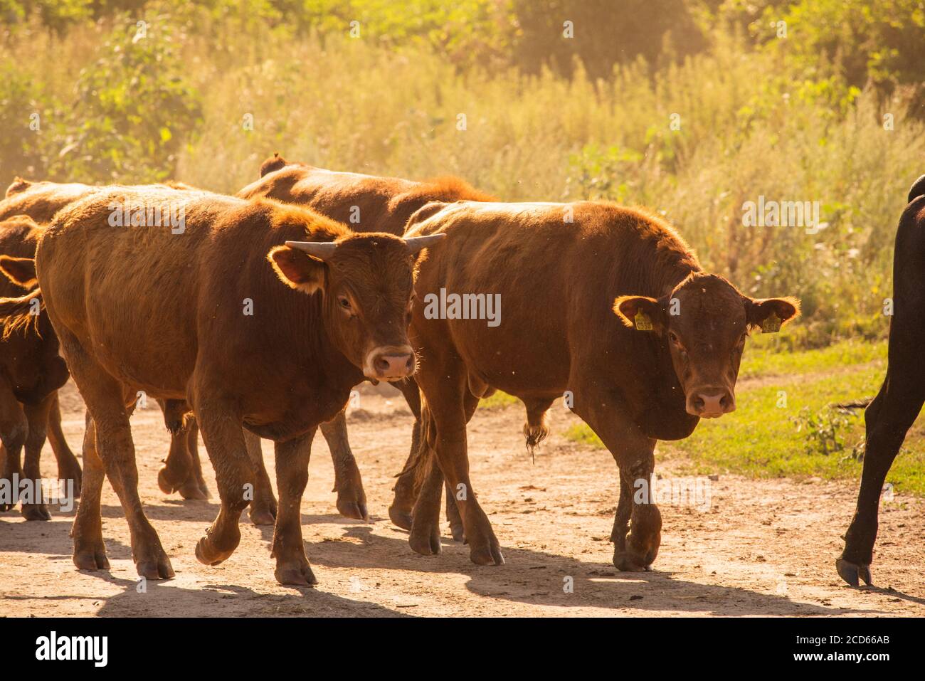 Cows Volyn meat, limousine, abordin.Rural composition. Cows. A series ...