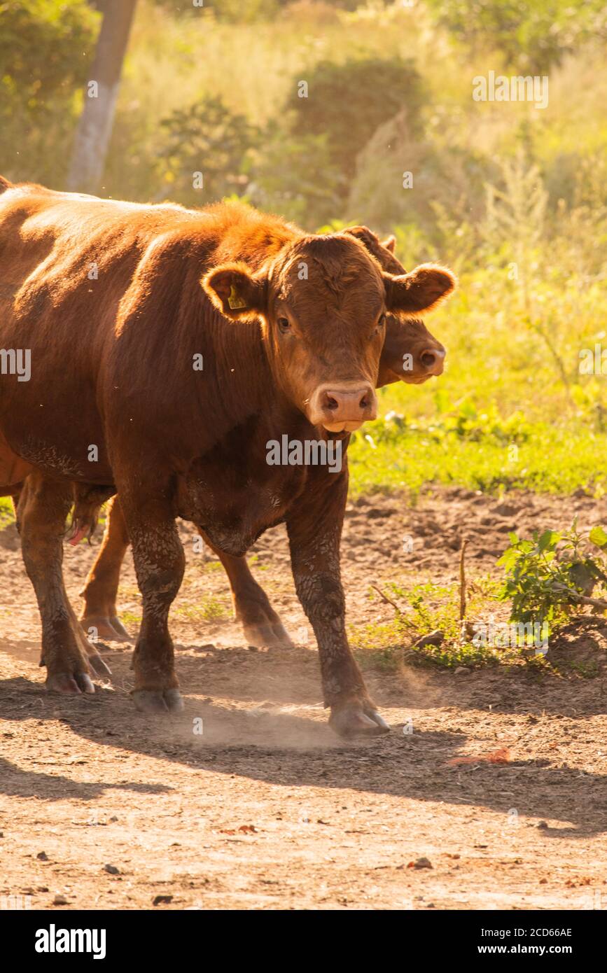 Cows Volyn meat, limousine, abordin.Rural composition. Cows. A series ...