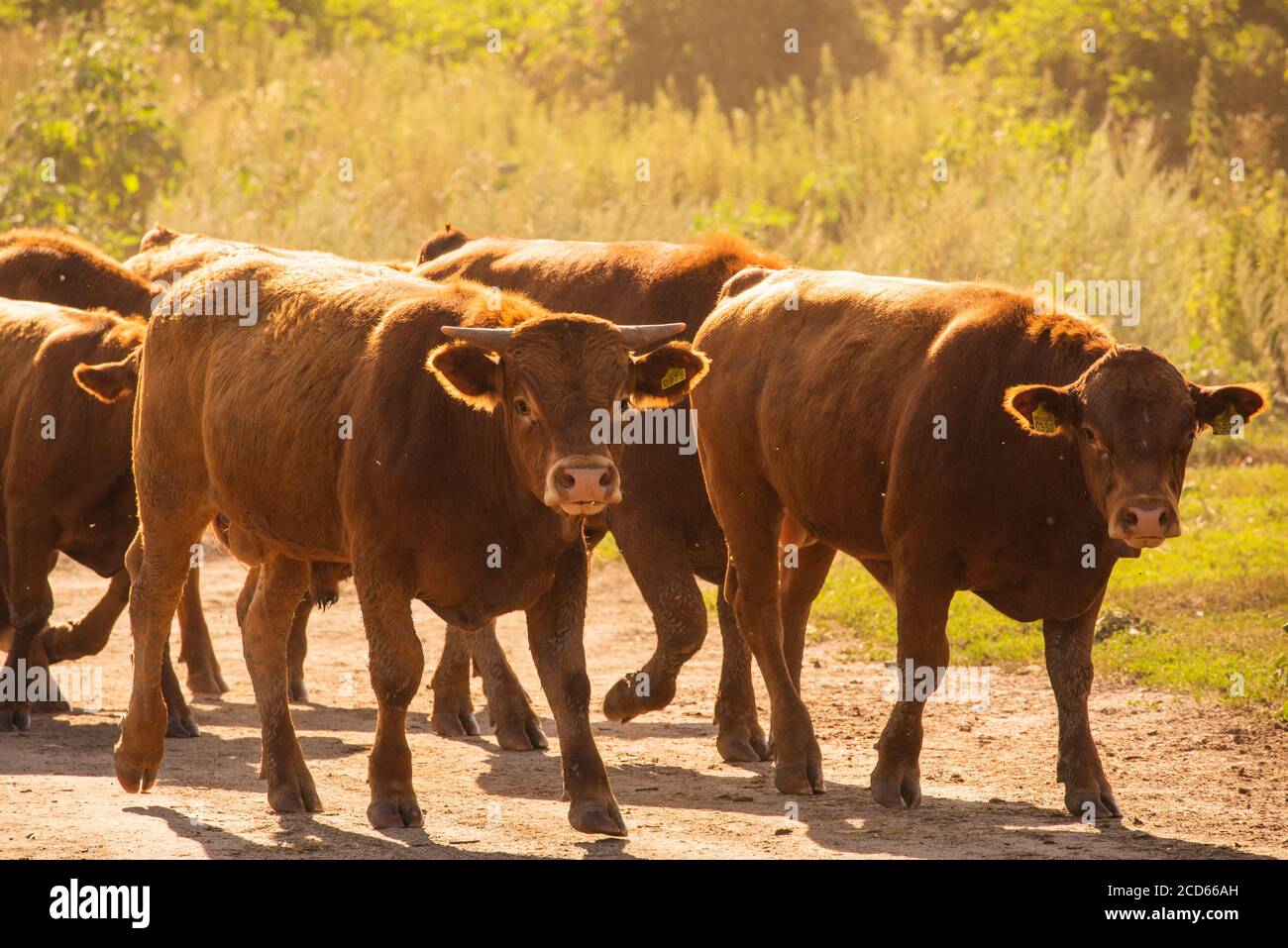 Cows Volyn meat, limousine, abordin.Rural composition. Cows. A series ...