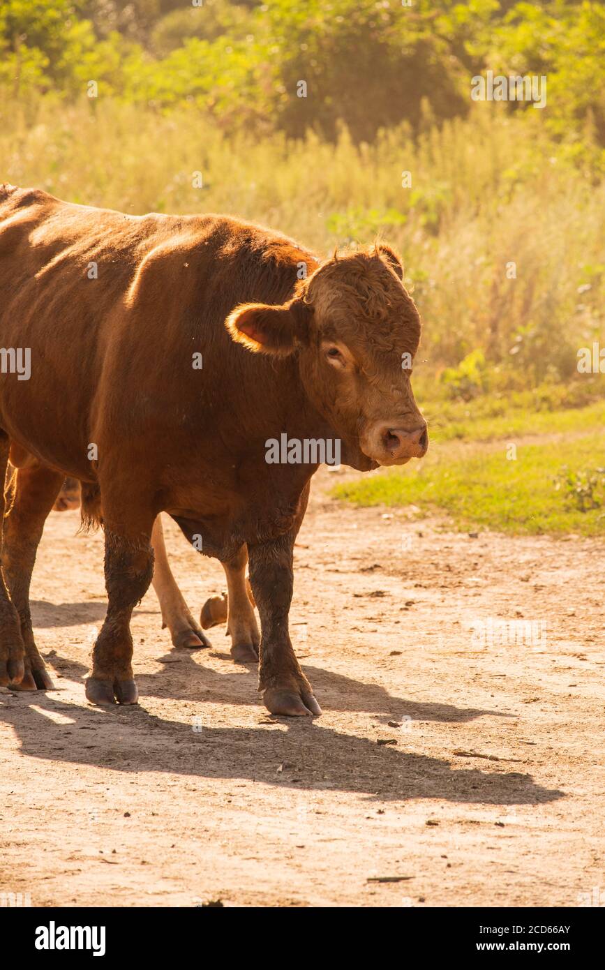 Cows Volyn meat, limousine, abordin.Rural composition. Cows. A series ...