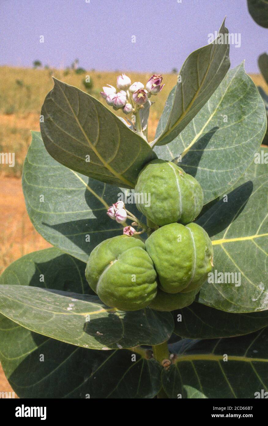 Sodoms apple hi-res stock photography and images - Alamy