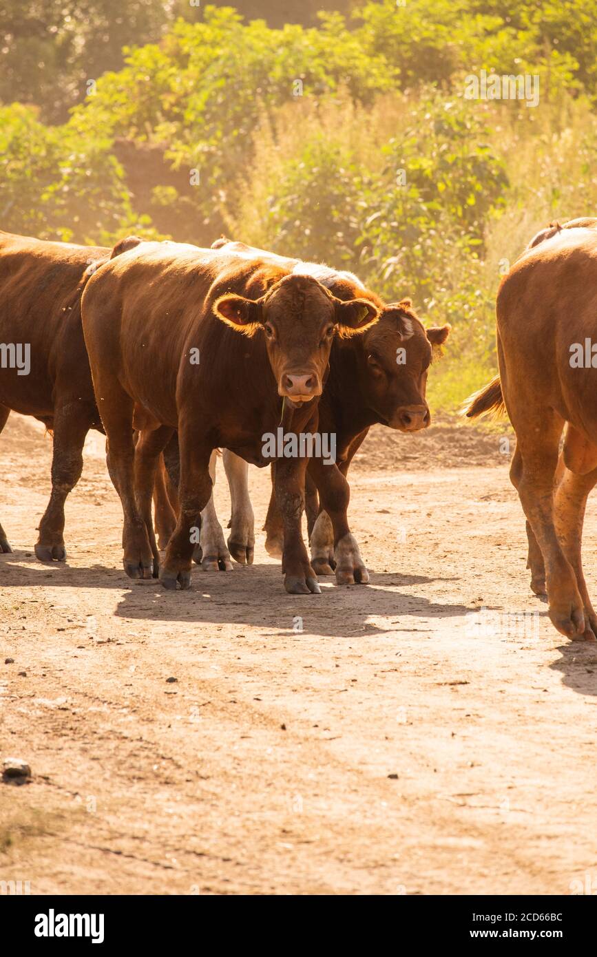 Cows Volyn meat, limousine, abordin.Rural composition. Cows. A series ...