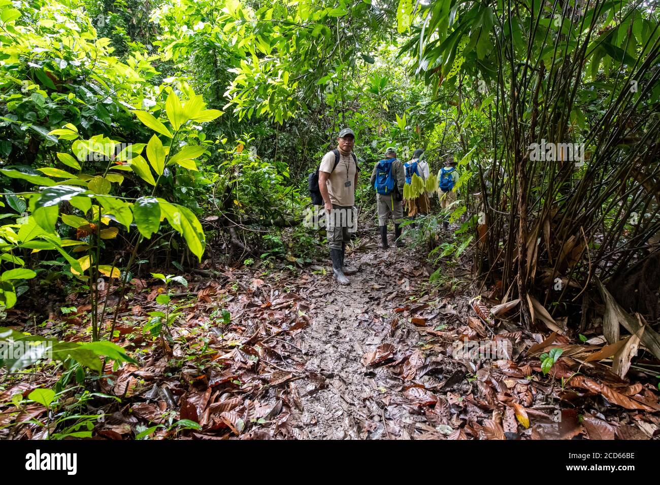Peruvian Amazon Rainforest Stock Photo - Alamy