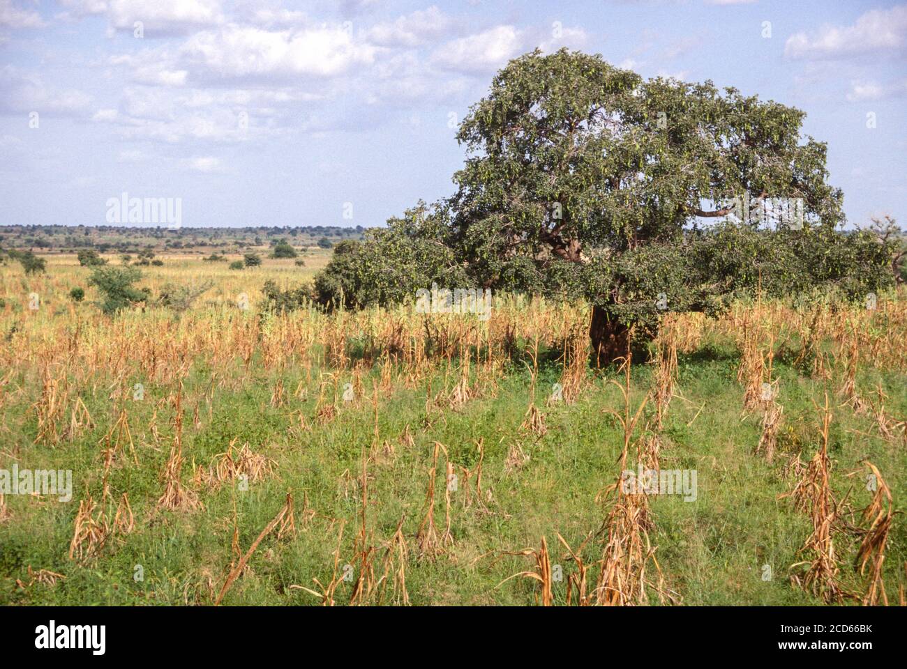 Piliostigma reticulatum hi-res stock photography and images - Alamy