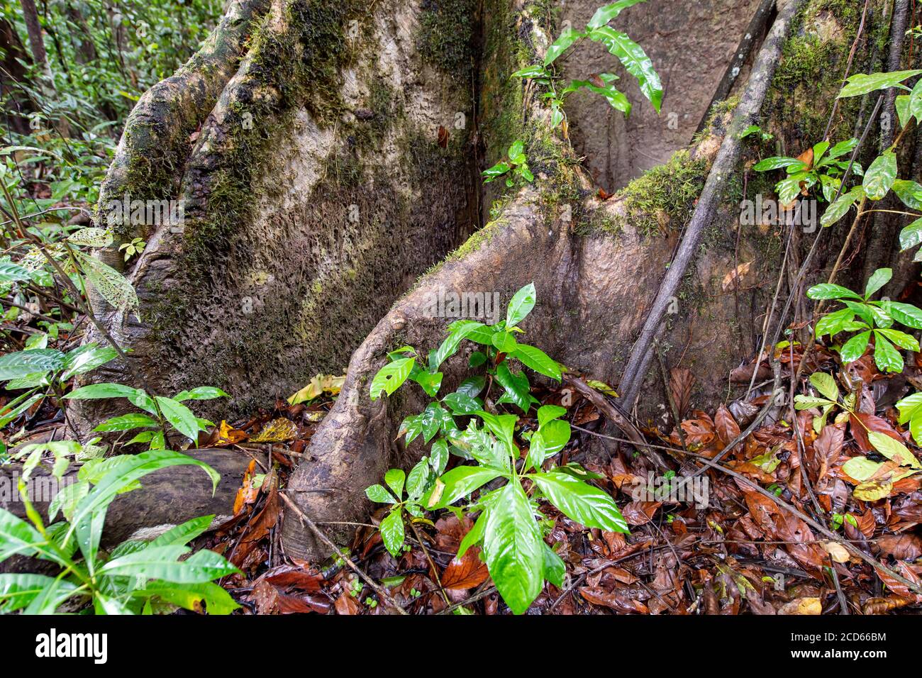 Peru rain ocean hi-res stock photography and images - Alamy