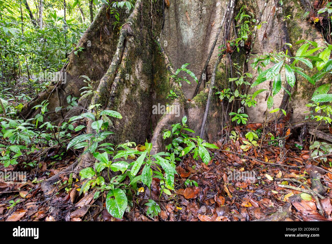 Peru rain ocean hi-res stock photography and images - Alamy