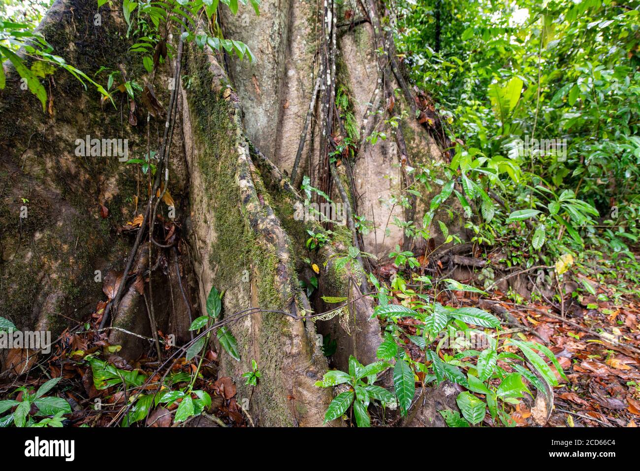 Peruvian Amazon Rainforest Stock Photo - Alamy