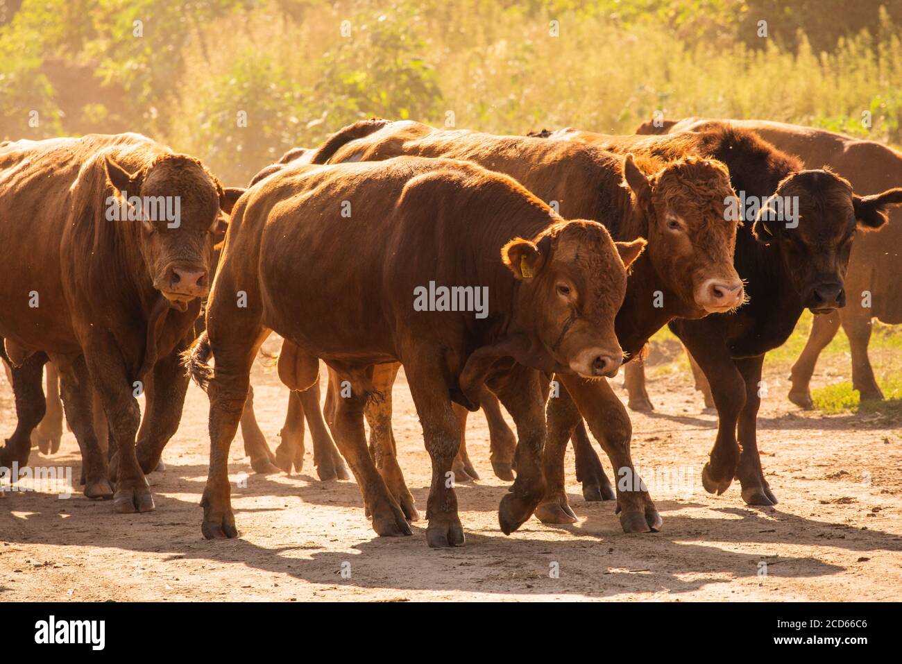 Cows Volyn meat, limousine, abordin.Rural composition. Cows. A series ...