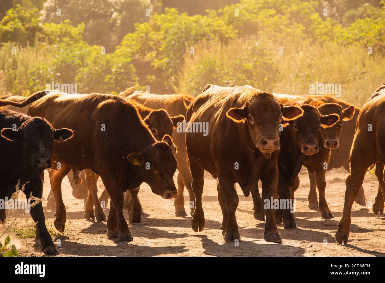 Cows Volyn meat, limousine, abordin.Rural composition. Cows. A series ...
