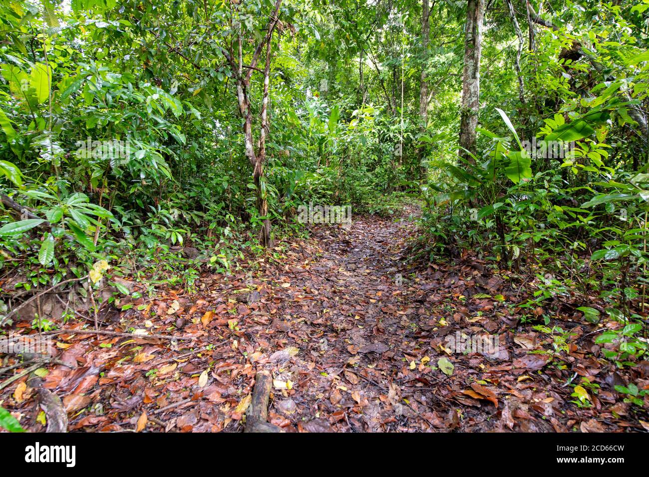 Peruvian Amazon Rainforest Stock Photo - Alamy