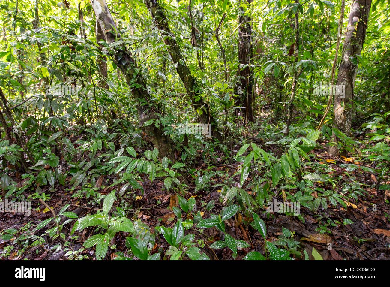 Peruvian Amazon Rainforest Stock Photo - Alamy