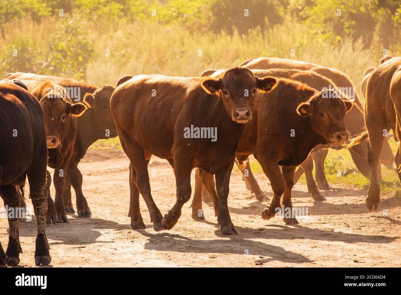 Cows Volyn meat, limousine, abordin.Rural composition. Cows. A series ...
