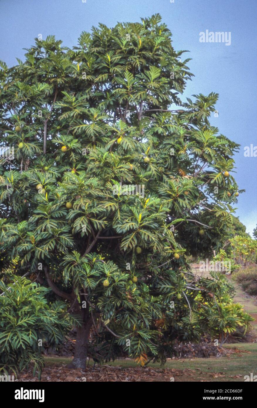 Breadfruit Tree, Artocarpus Altilis, Hawaii Island, Hawaii, USA Stock ...