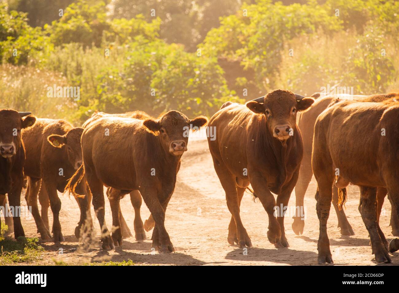 Cows Volyn meat, limousine, abordin.Rural composition. Cows. A series ...