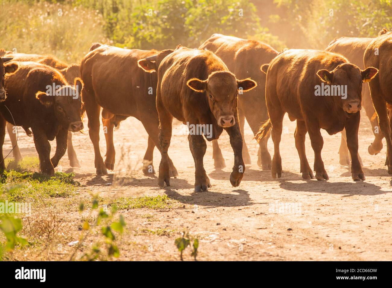 Cows Volyn meat, limousine, abordin.Rural composition. Cows. A series ...