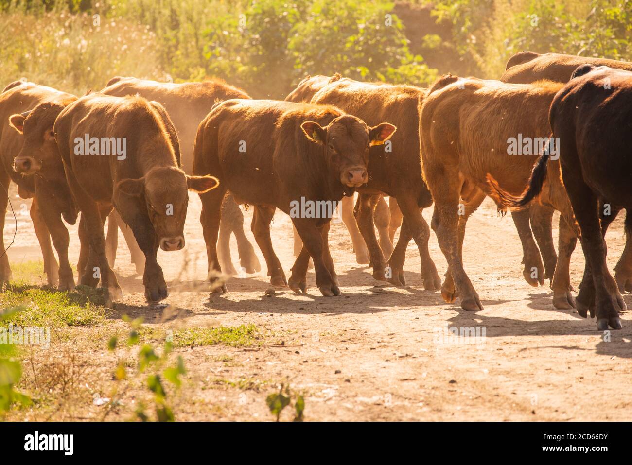 Cows Volyn meat, limousine, abordin.Rural composition. Cows. A series ...