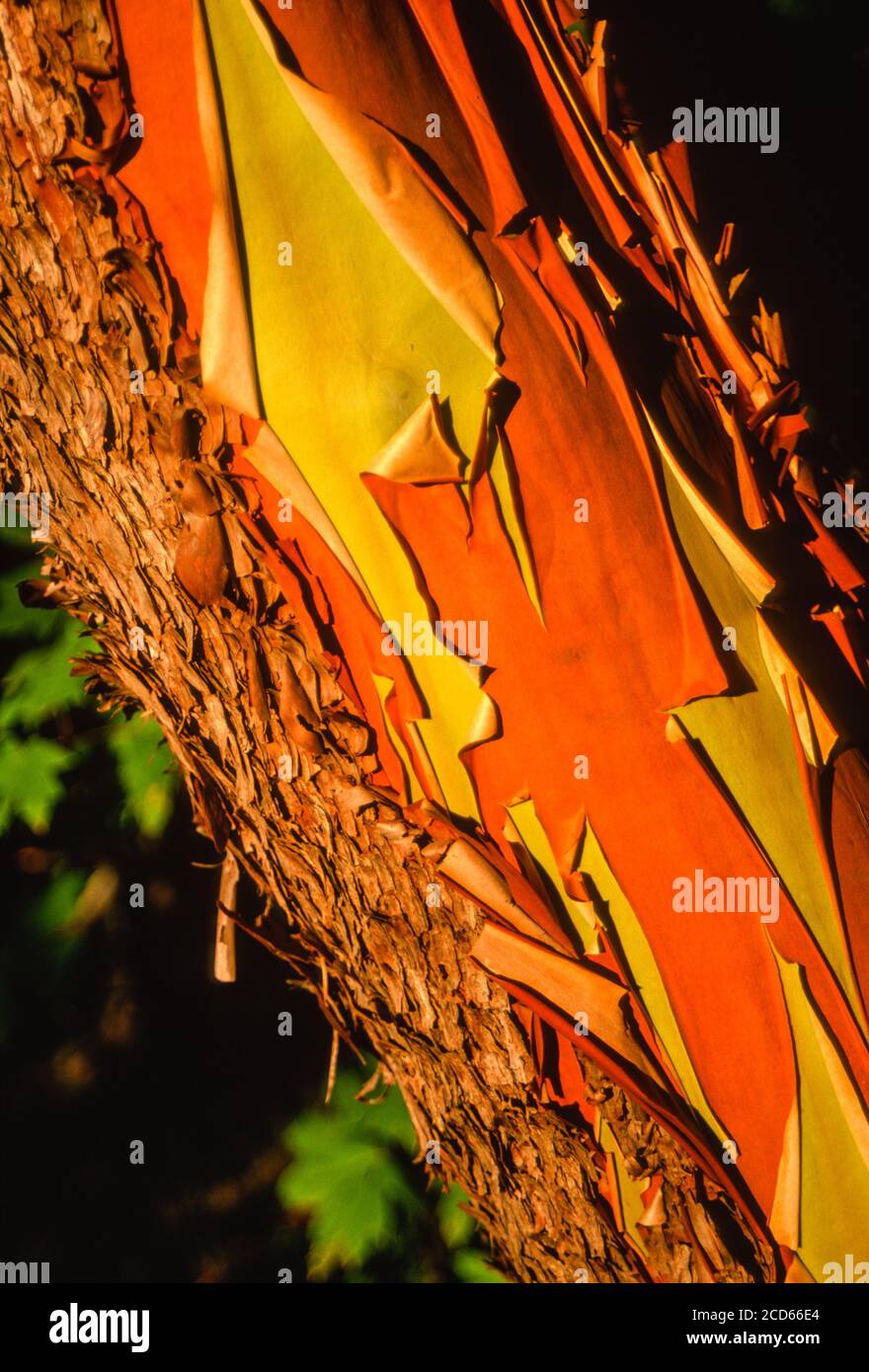 Madrone Tree Bark, arbutus menziesii, San Juan Islands, Washington, USA ...