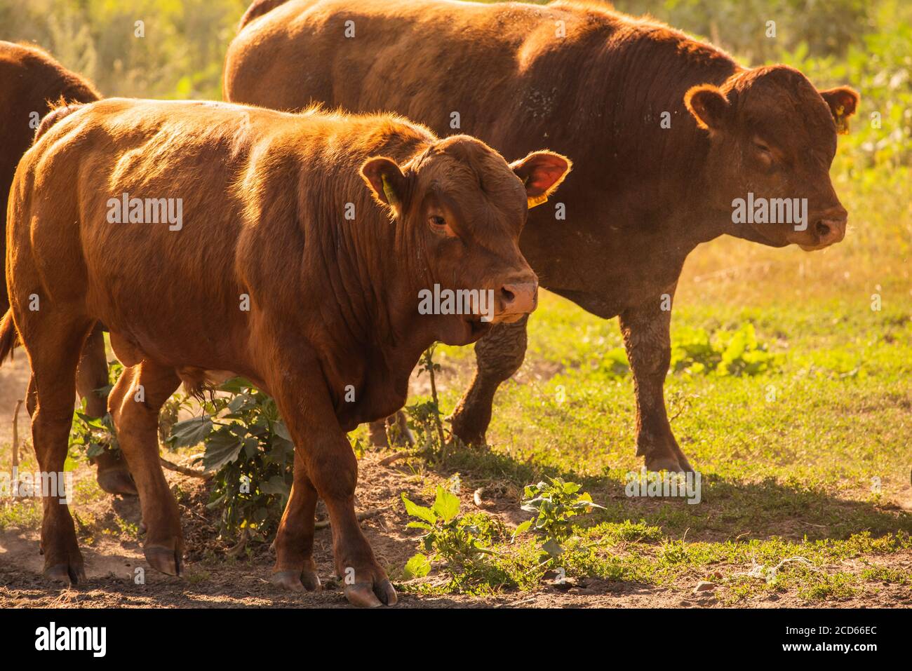 Cows Volyn meat, limousine, abordin.Rural composition. Cows. A series ...