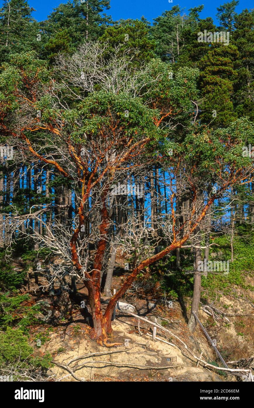 Madrone Tree, arbutus menziesii, San Juan Islands, Washington, USA ...