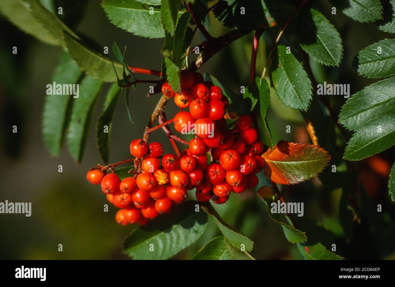 Cascade Mountain Ash, Sorbus Scopulina, Mt. Rainier, Washington, USA ...