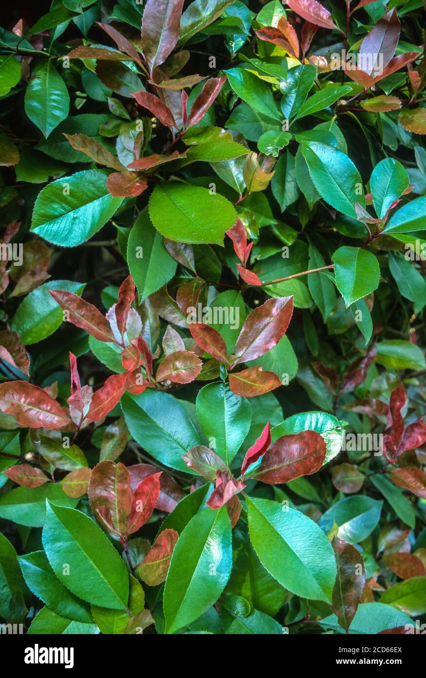 Photinia leaves. Virginia, USA Stock Photo - Alamy
