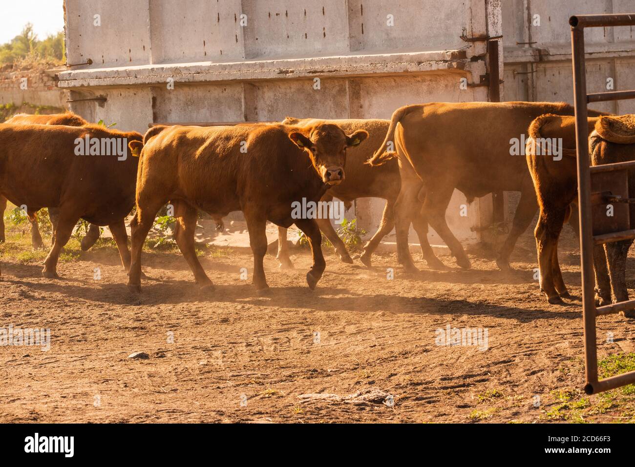 Cows Volyn meat, limousine, abordin.Rural composition. Cows. A series ...