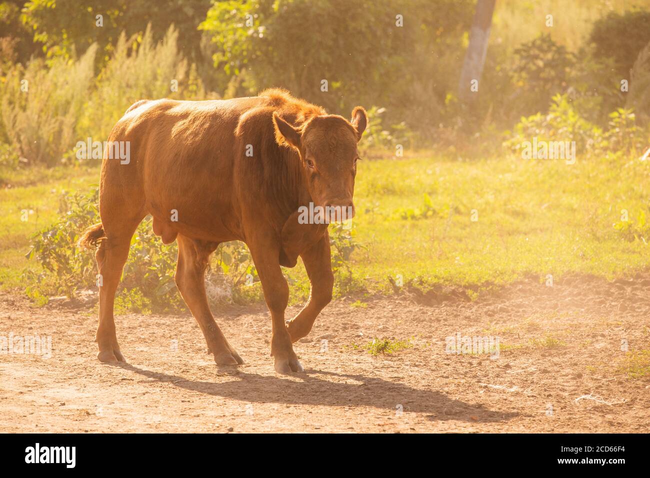 Cows Volyn meat, limousine, abordin.Rural composition. Cows. A series ...