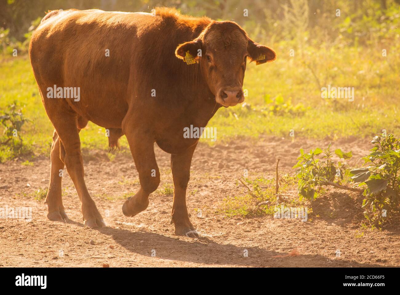 Cows Volyn meat, limousine, abordin.Rural composition. Cows. A series ...
