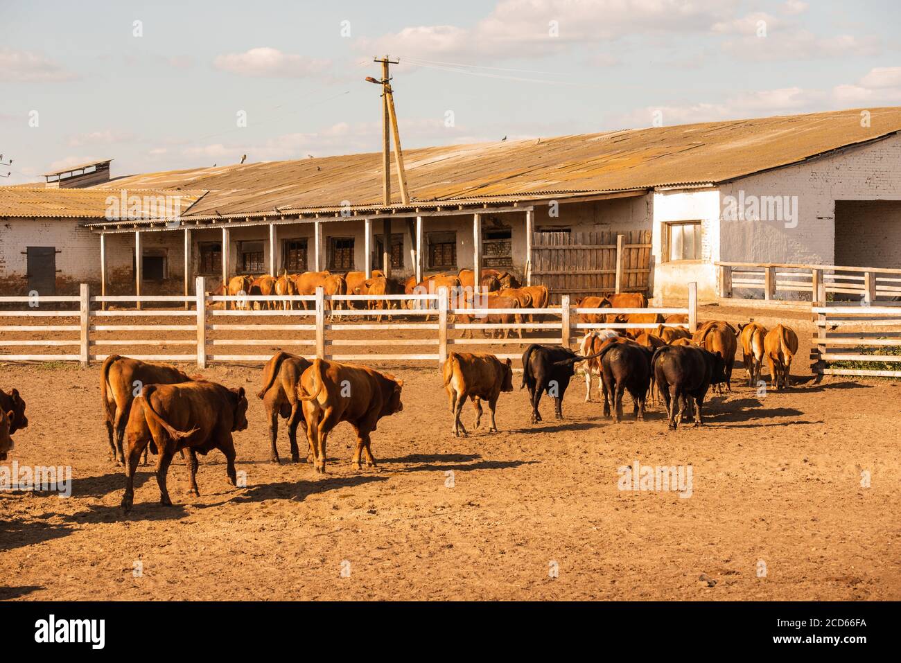 Cows Volyn meat, limousine, abordin.Rural composition. Cows. A series ...