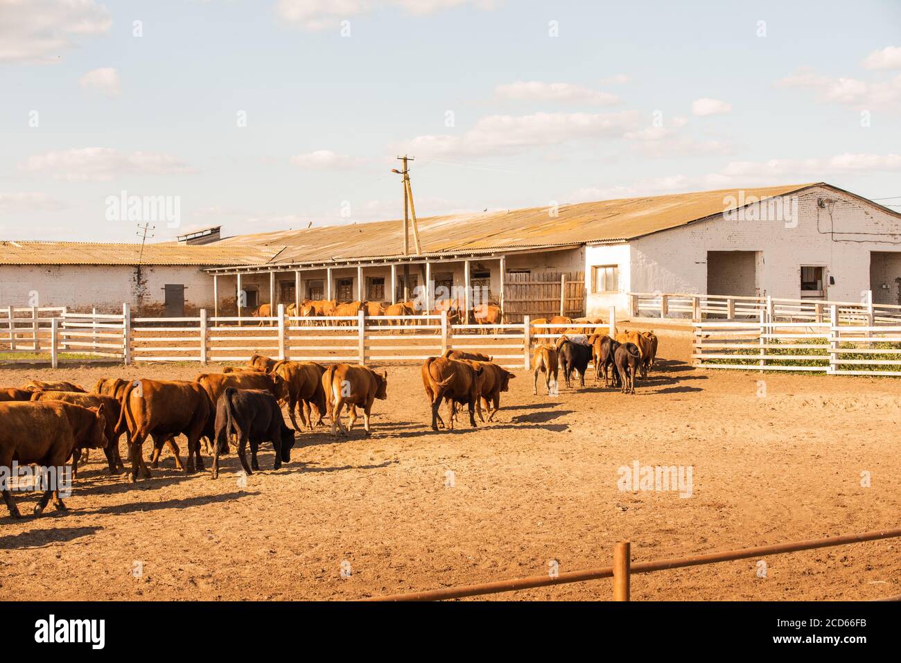 Cows Volyn meat, limousine, abordin.Rural composition. Cows. A series ...