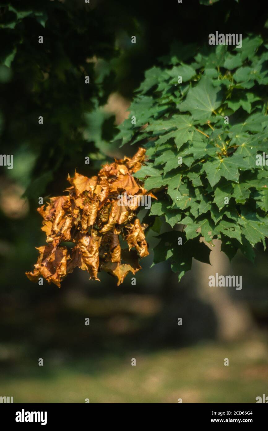 Maple Tree with Cicada Damage (Flagging), Virginia, USA Stock Photo - Alamy