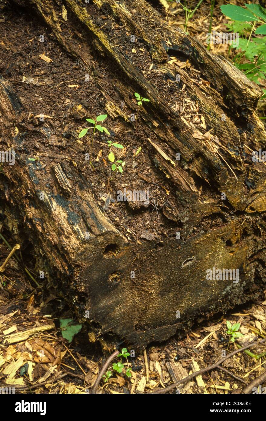 Decaying log hi-res stock photography and images - Alamy