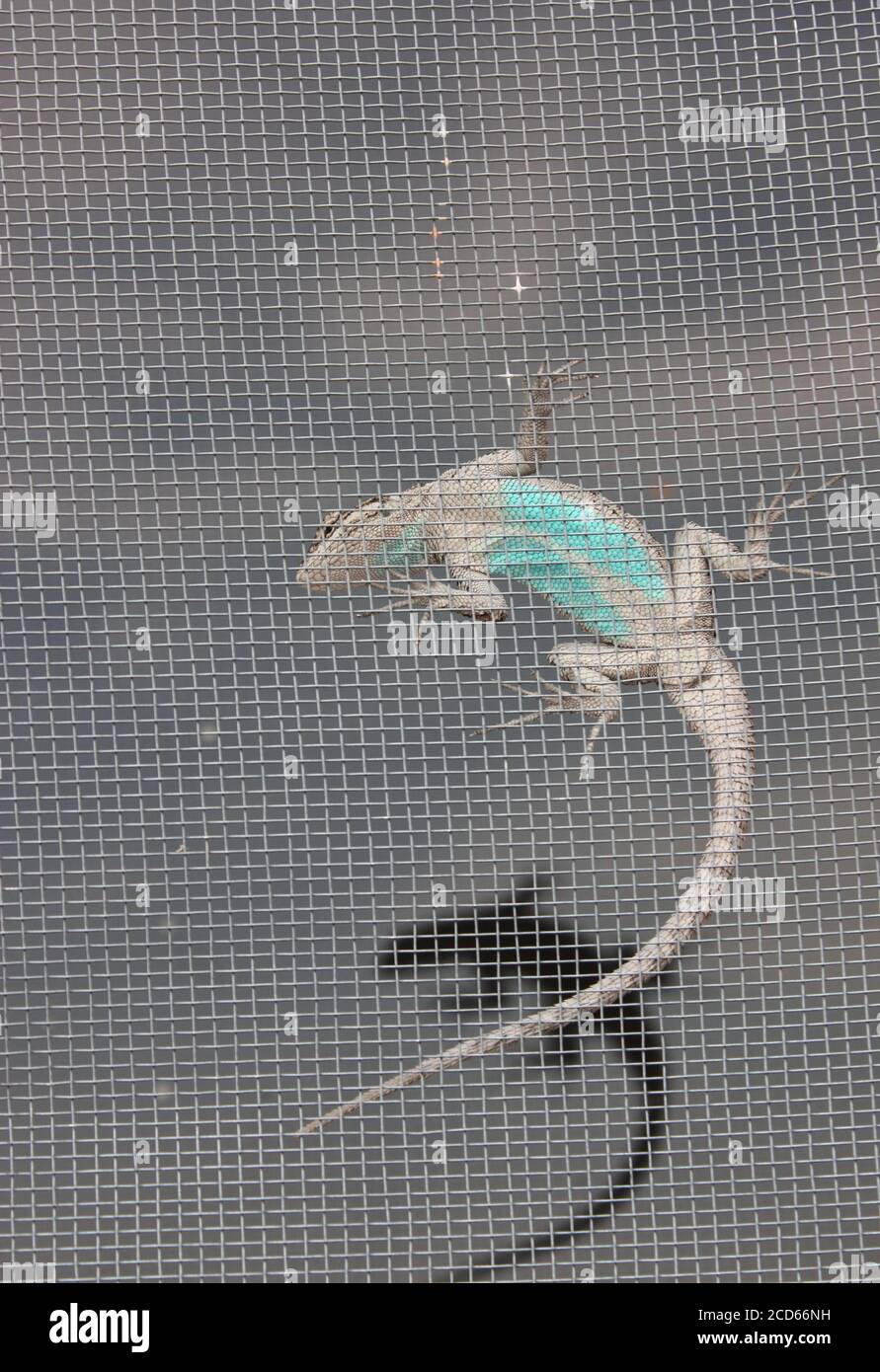 Lizard with long tail and turquoise belly stuck on inside of screen ...