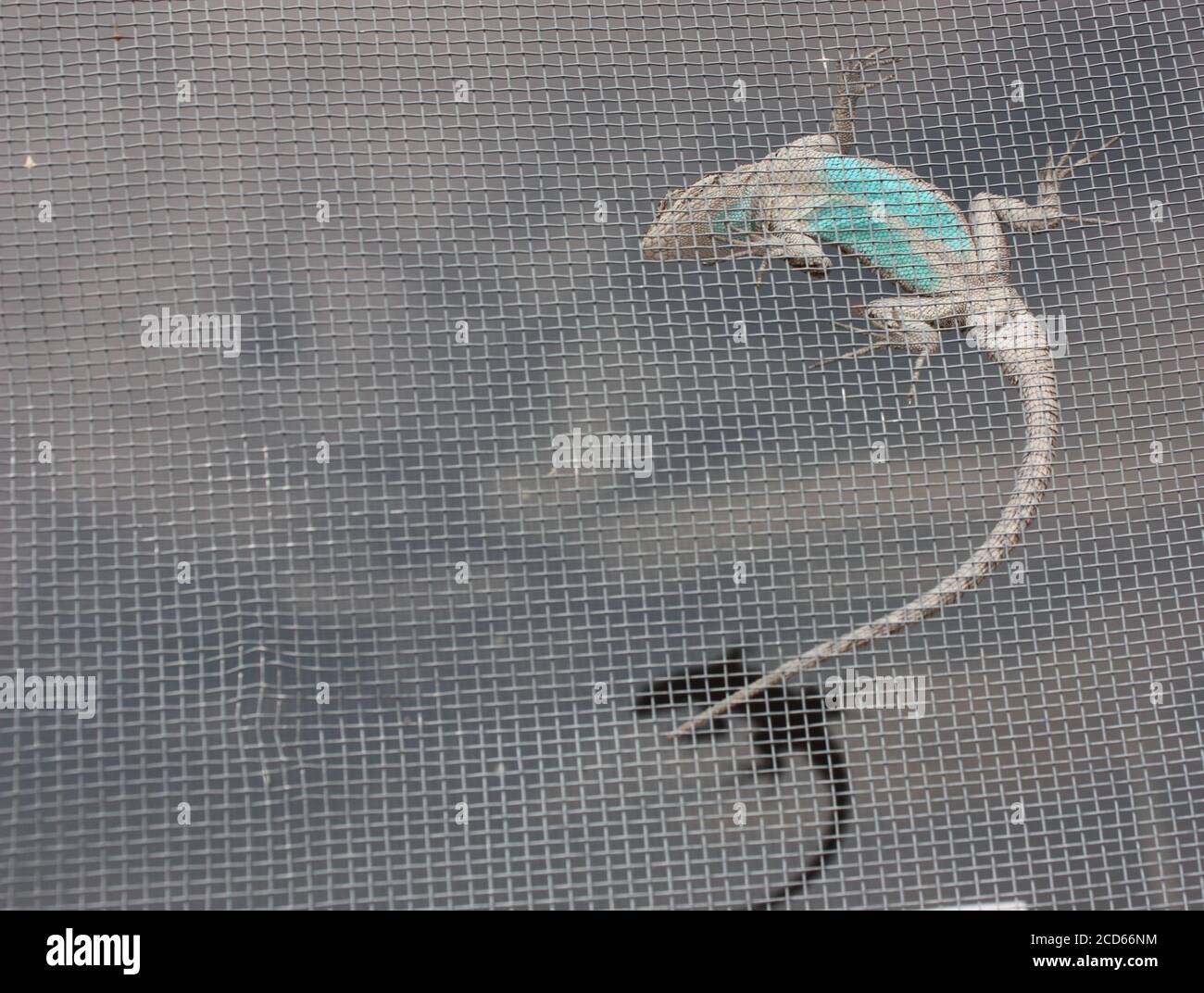 Grey gray scales hi-res stock photography and images - Alamy