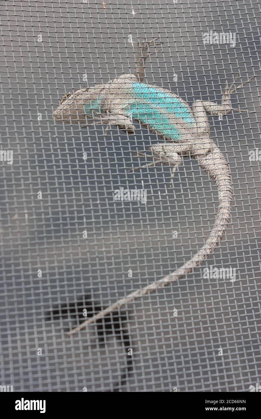 Lizard with long tail and turquoise belly stuck on inside of screen ...